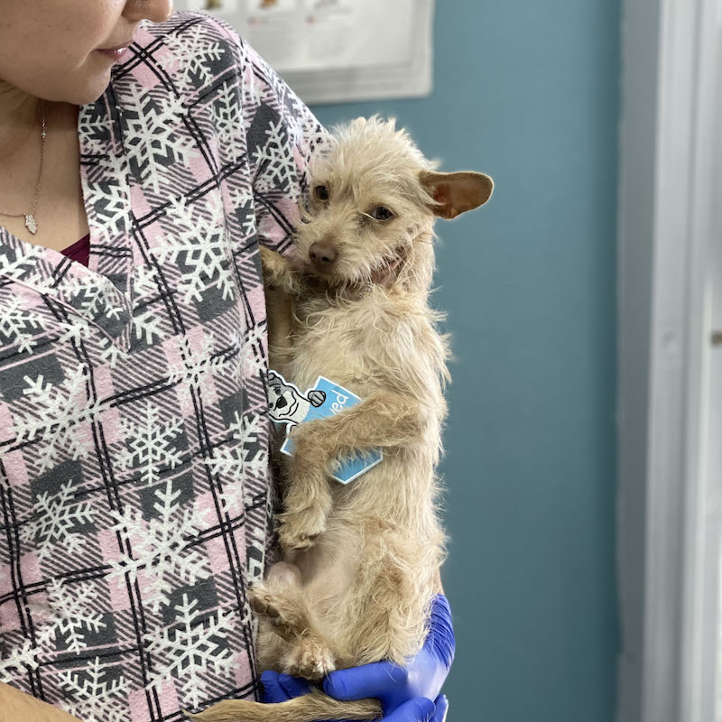 brian@wesavedapuppy.org +1-877-787-7728