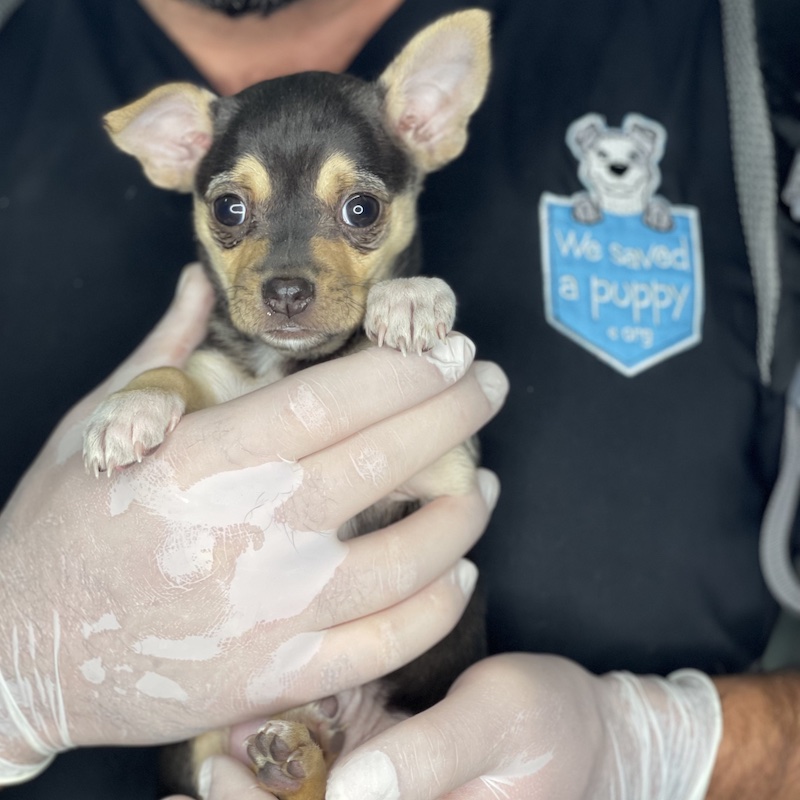 wesavedapuppy@gmail.com +1-877-787-7728