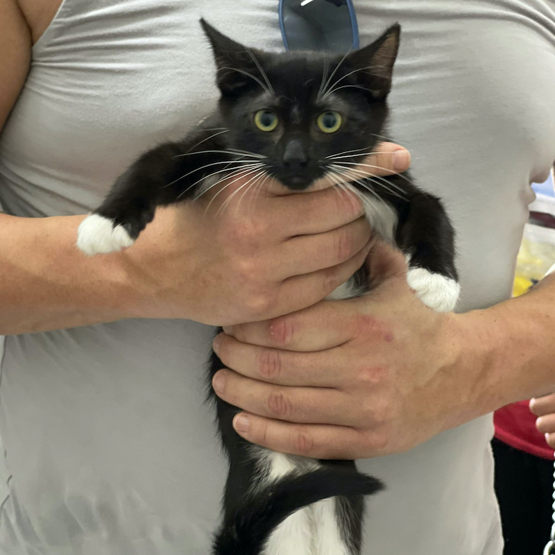 wesavedapuppy@gmail.com +1-877-787-7728