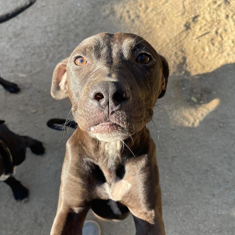 brian@wesavedapuppy.org +1-877-787-7728