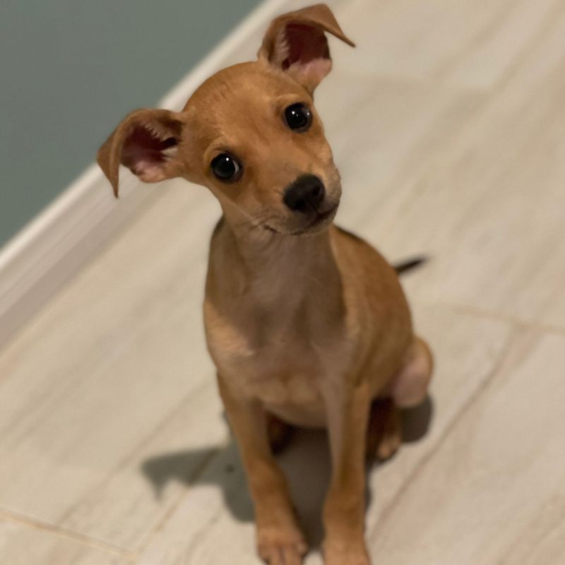 brian@wesavedapuppy.org +1-877-787-7728