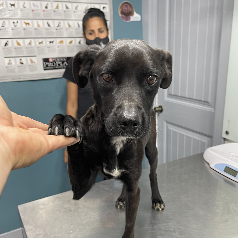 brian@wesavedapuppy.org +1-877-787-7728