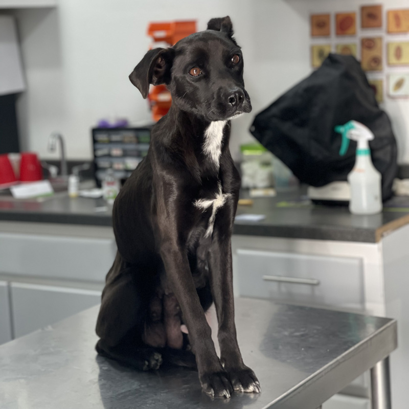 brian@wesavedapuppy.org +1-877-787-7728