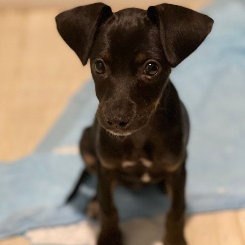 brian@wesavedapuppy.org +1-877-787-7728