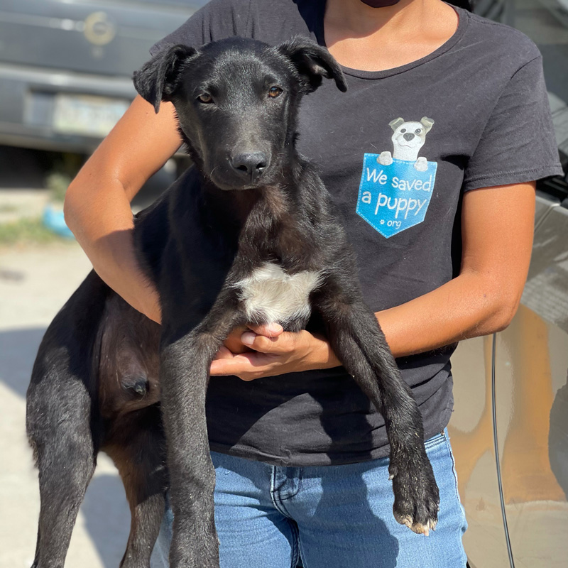 brian@wesavedapuppy.org +1-877-787-7728