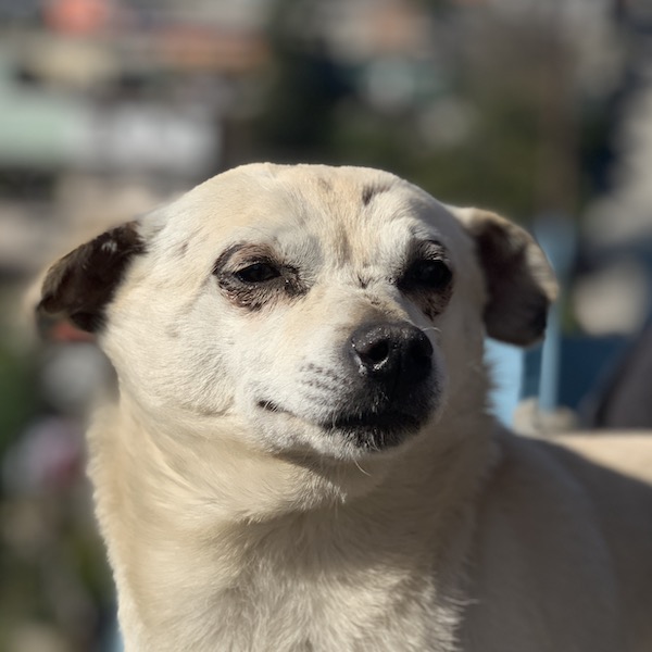 brian@wesavedapuppy.org +1-877-787-7728