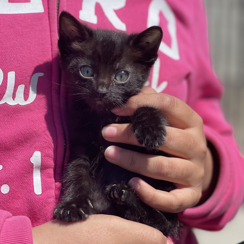 brian@wesavedapuppy.org +1-877-787-7728